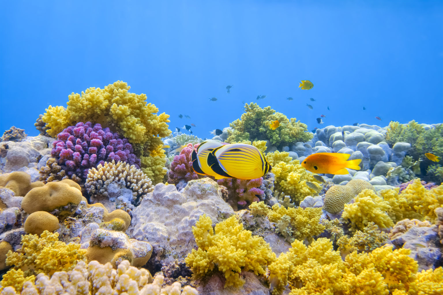 Journée Mondiale de la Mer | Partenariat avec Coral Guardian - Simatai